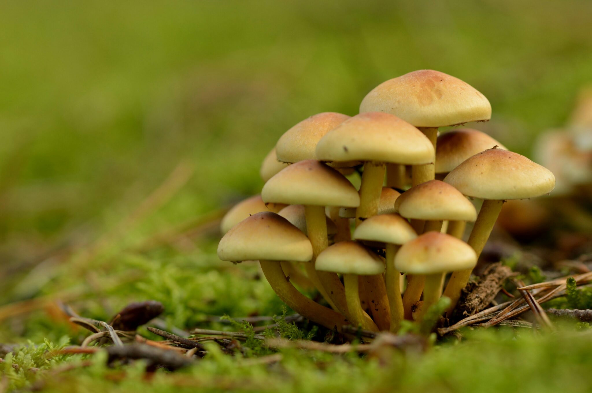 Understanding Different Types of Psychedelic Mushrooms - 10 Acre Ranch